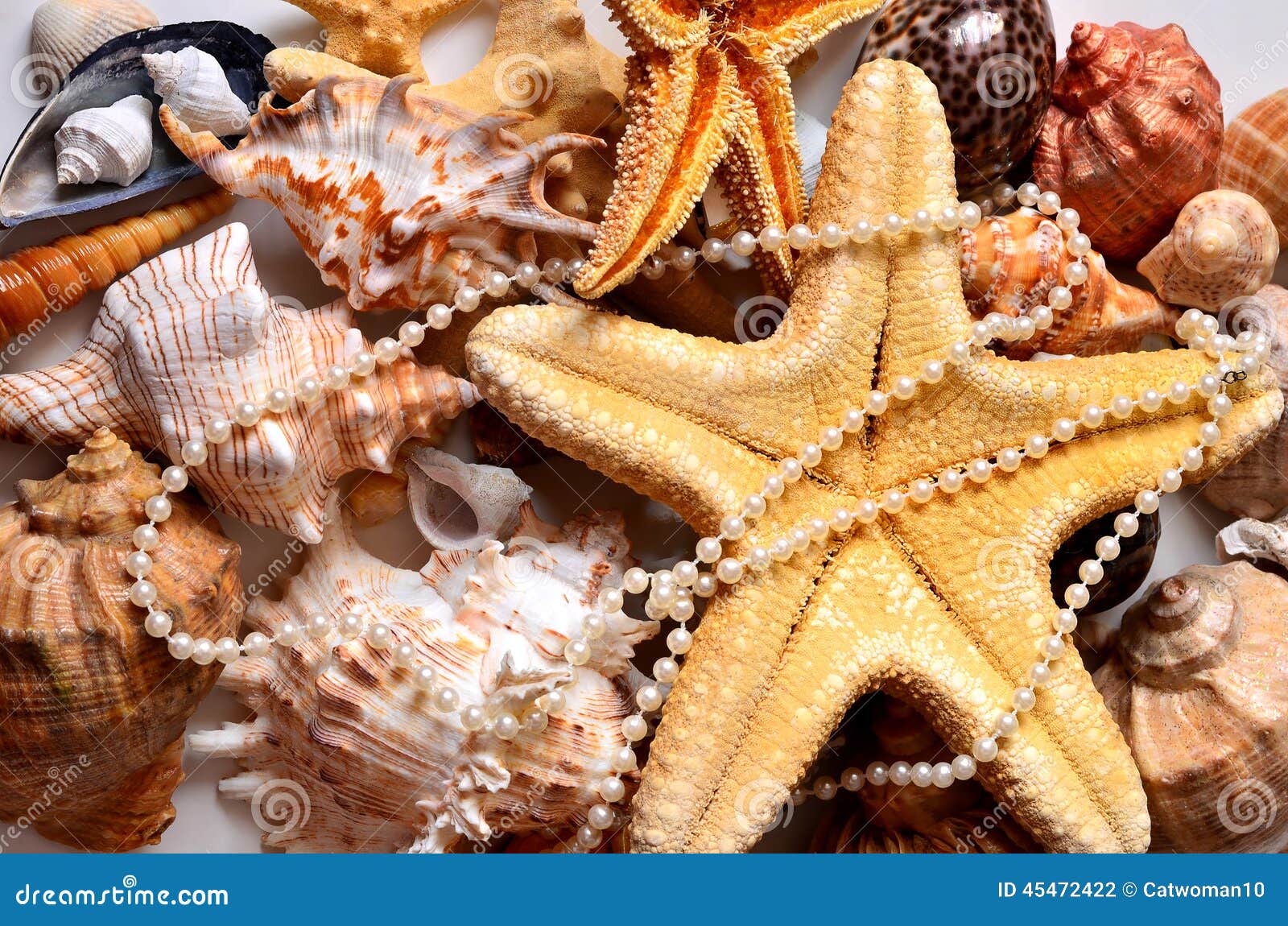 Still life, seashells stock photo. Image of jewelry, ocean - 45472422