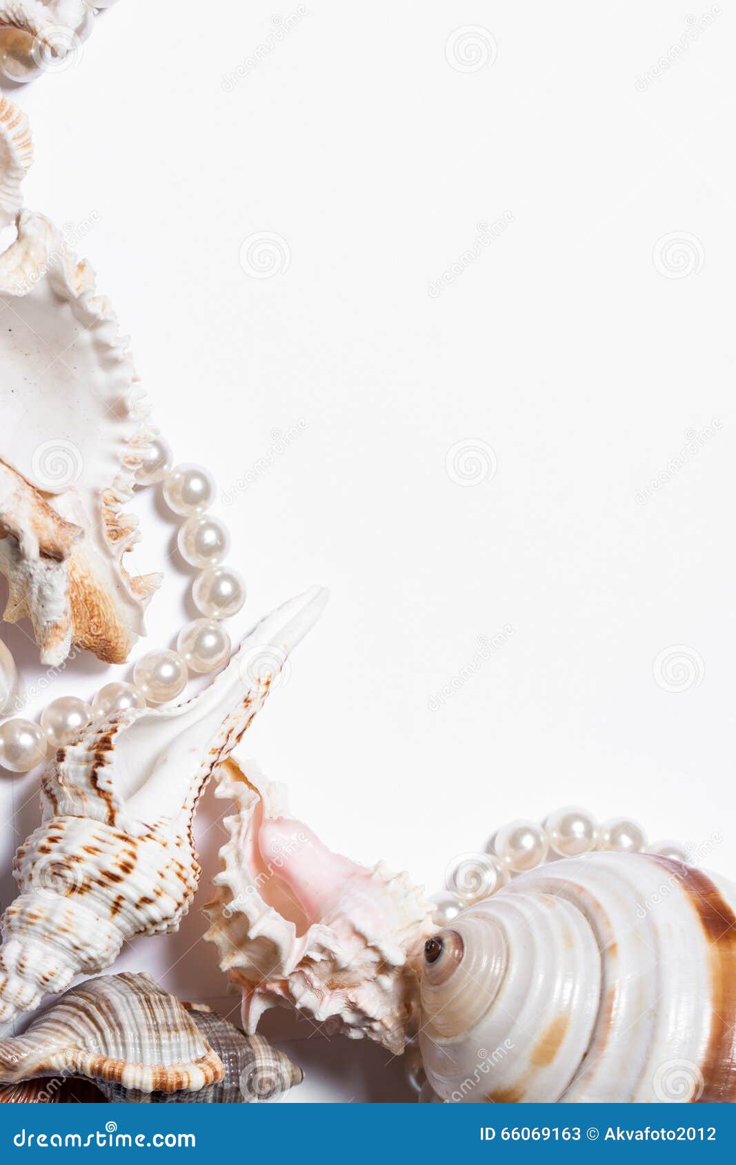 Still Life Seashells on a White Background. Empty Blank Framed ...