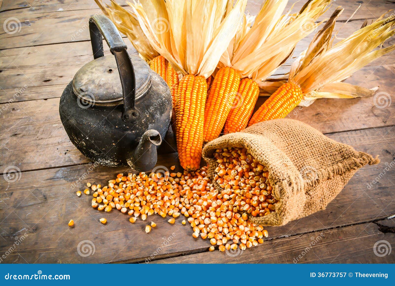Still Life of Seed Corn,old Kettle and Dried Corn Stock Image - Image ...