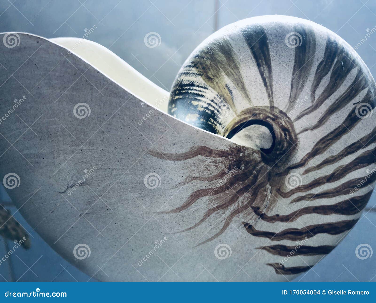 Still life shell stock photo. Image of life, shell, decor - 170054004
