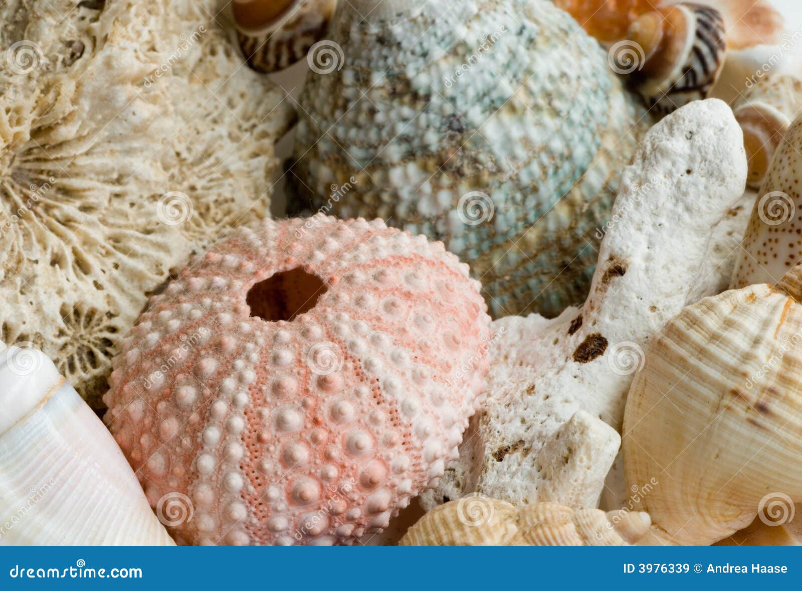 Still-life with shells stock image. Image of variety, snail - 3976339