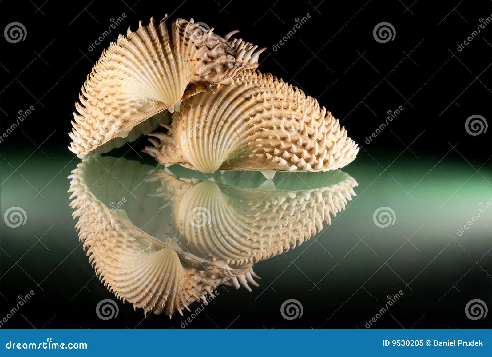 Still life with shells stock image. Image of mussel, reflection - 9530205