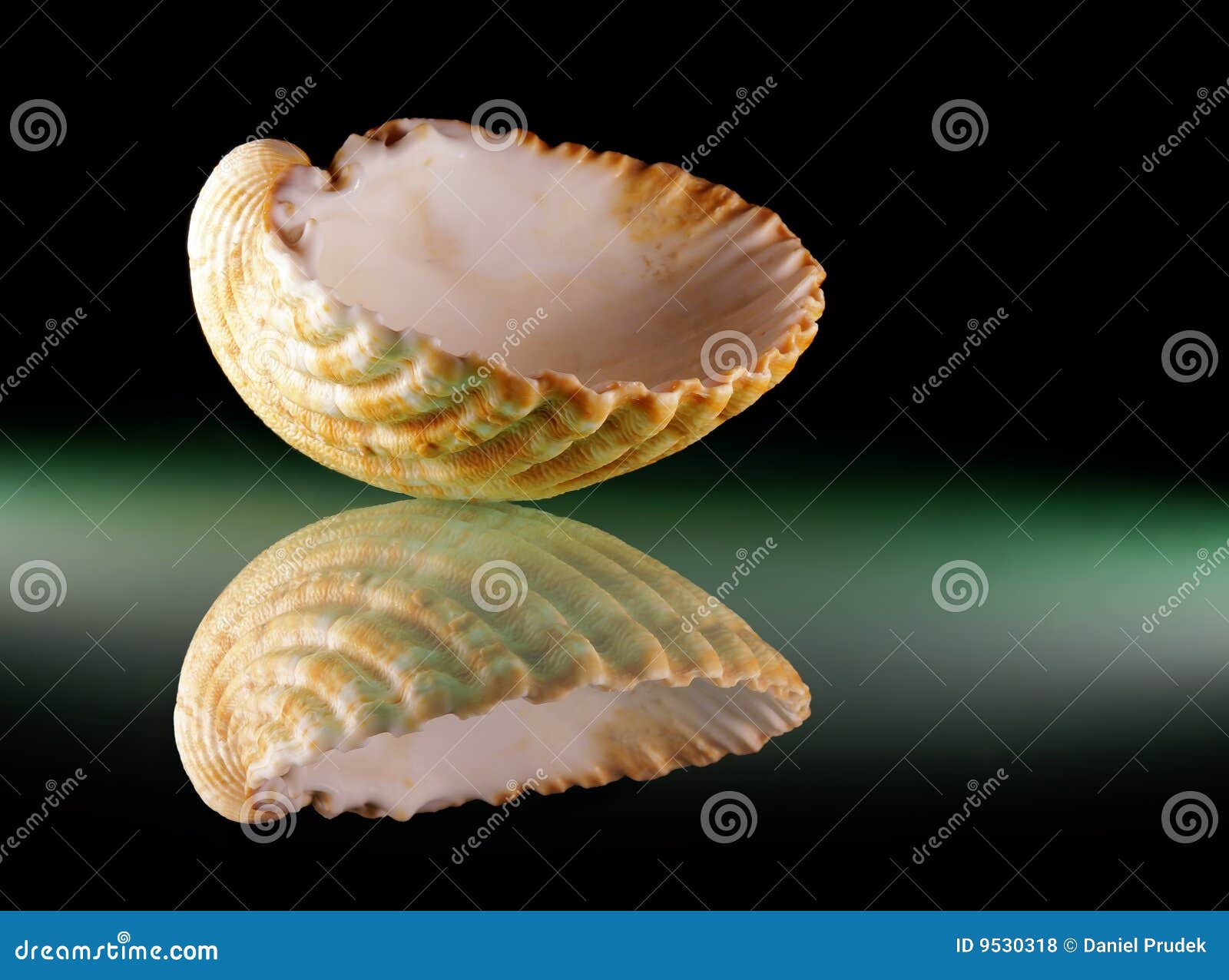 Still life with shells stock photo. Image of scrimshaw - 9530318