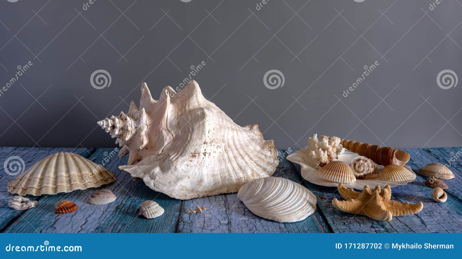 Still Life with Shells. a Reminder of a Vacation at Sea Stock Photo ...