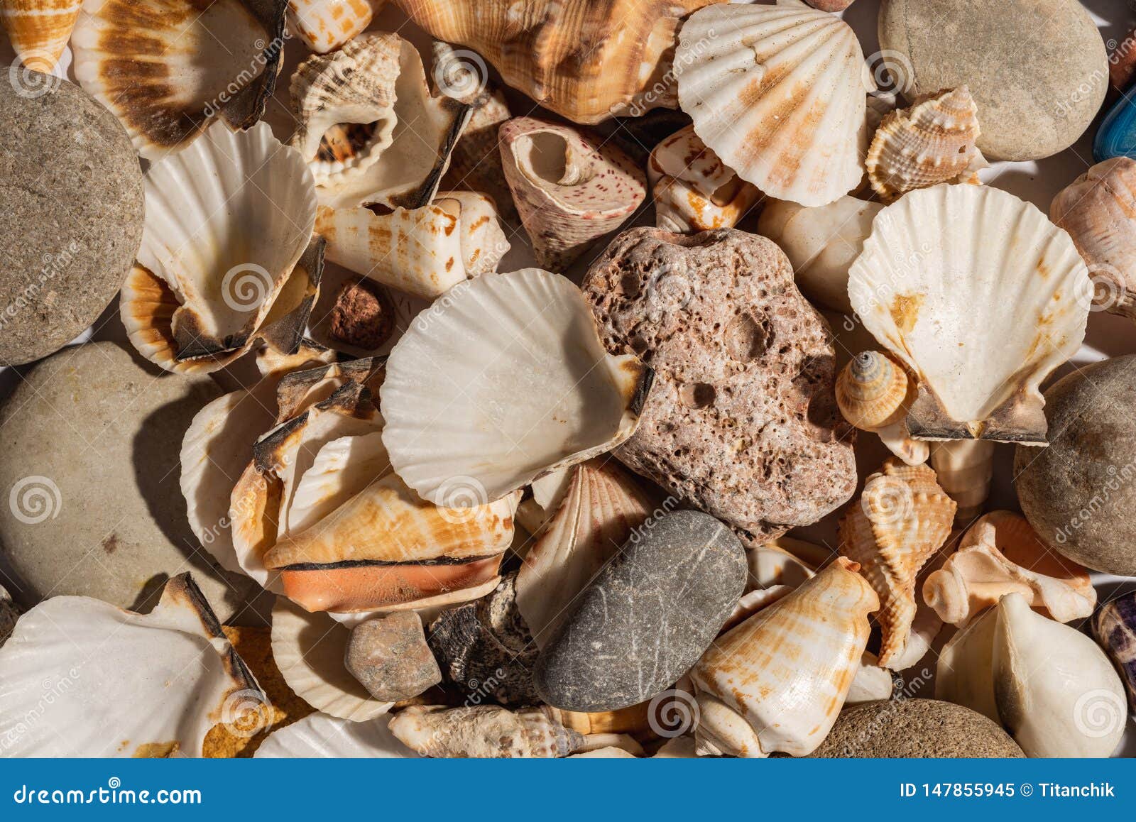 Still Life - Shells, Stones Stock Image - Image of decorative, life ...