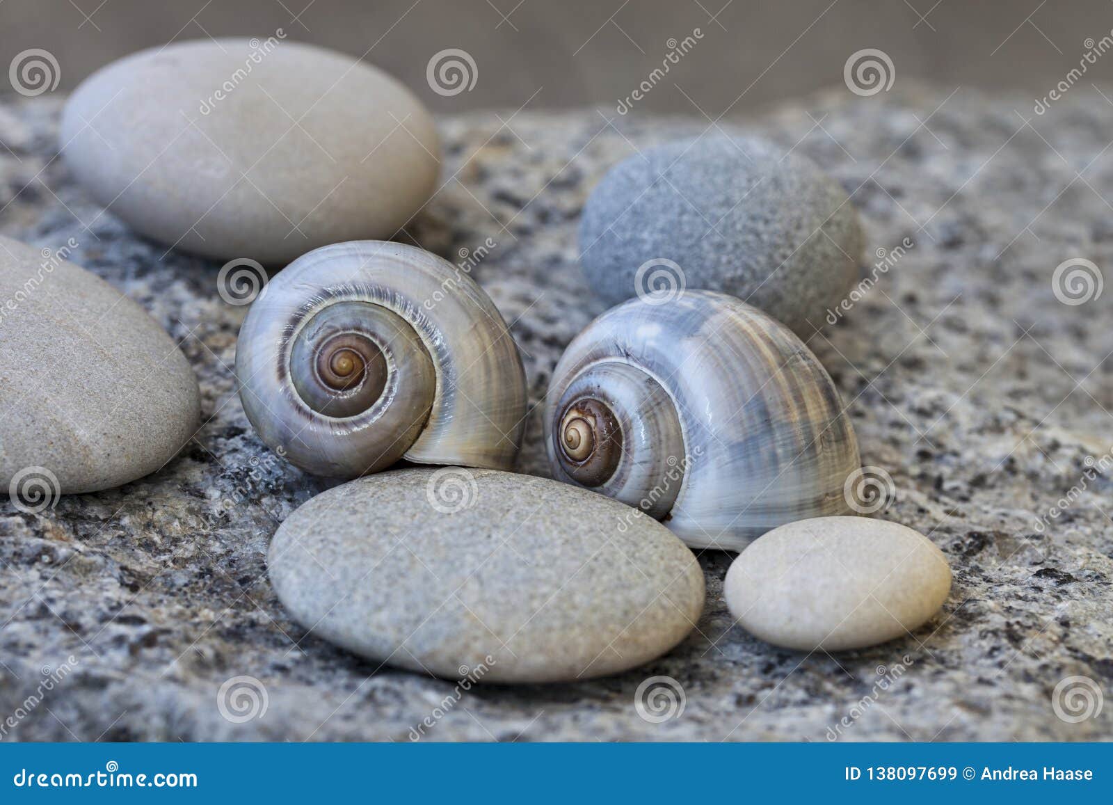 Still Life with Shells stock image. Image of nature - 138097699