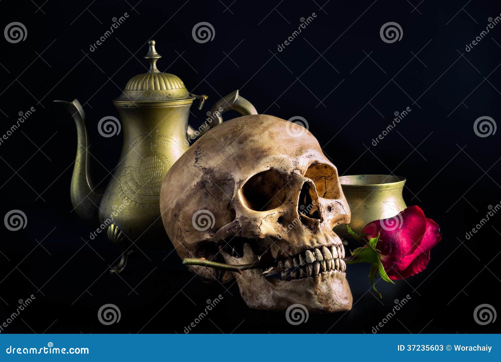 Still life skull stock image. Image of death, concept - 37235603