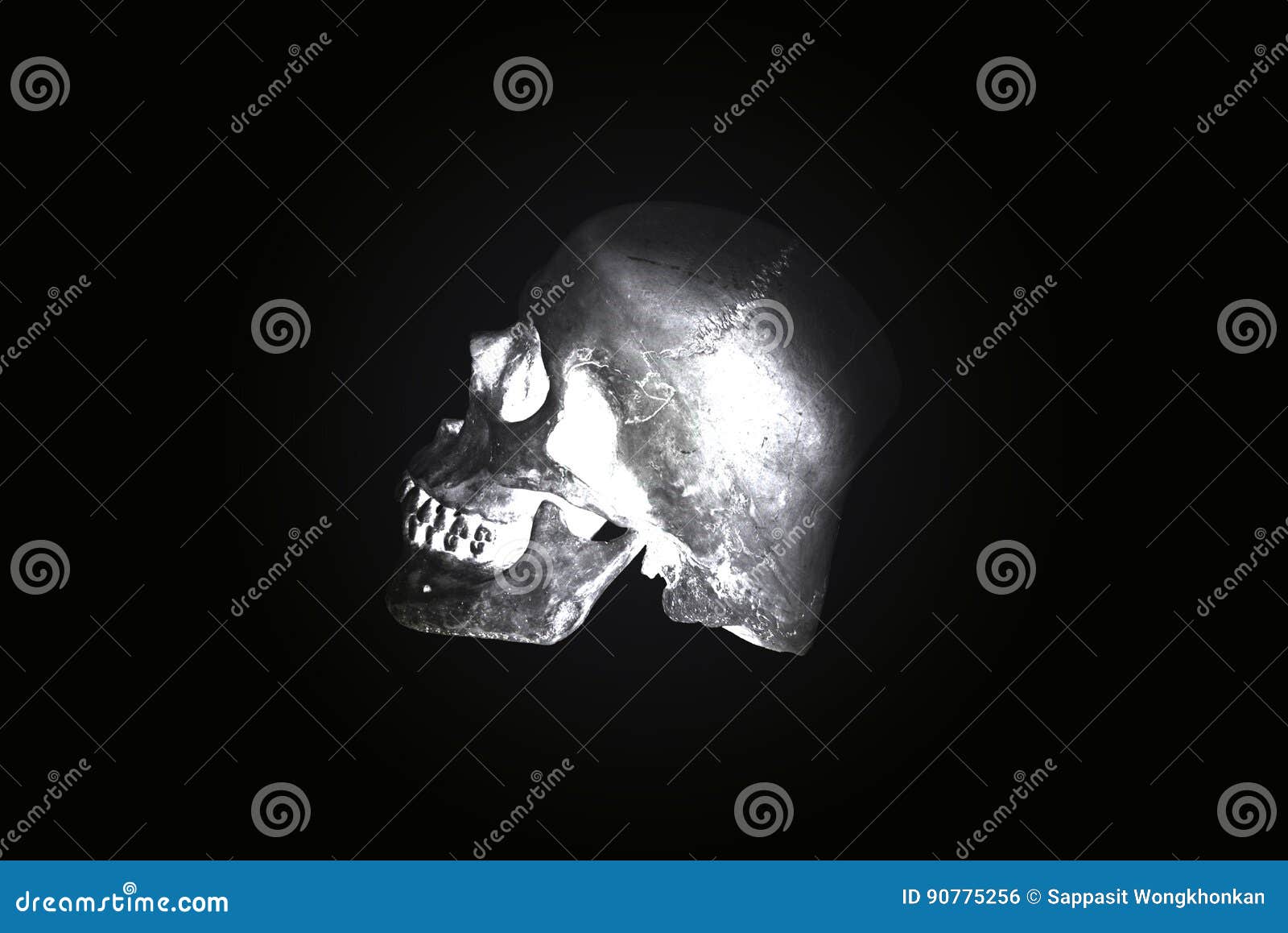 Still life skull dark tone stock photo. Image of graveyard - 90775256