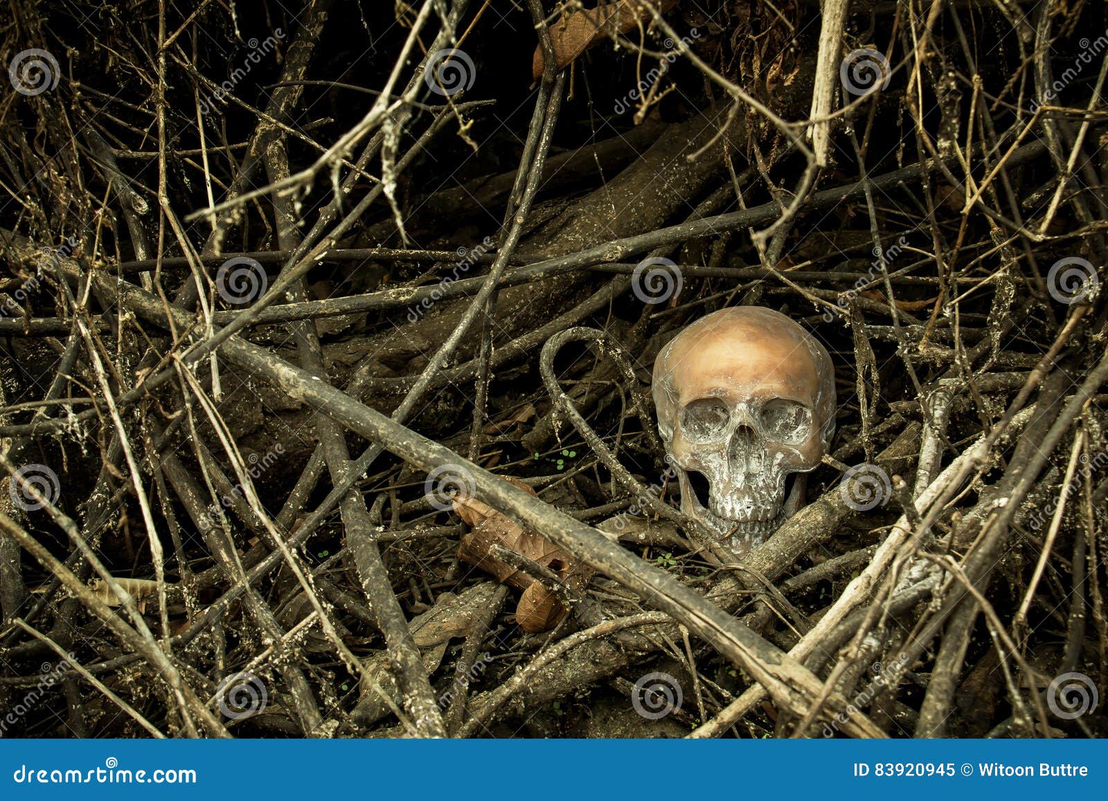 Still Life with a Skull in Forest Stock Image - Image of alchemy ...