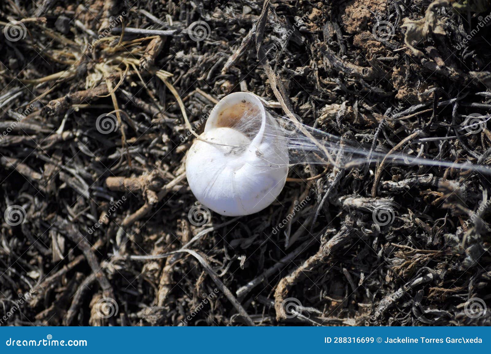 Still Life, Snail Shell Surrounded by a Spider S Web Stock Image ...