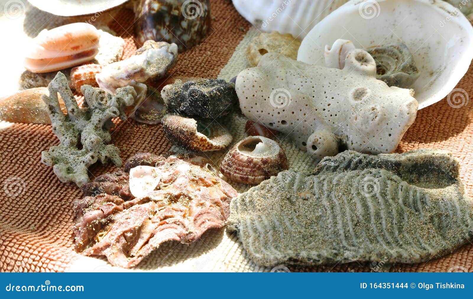 Still Life from Tropical Objects: Ancient Ocean Shells and Tropical ...