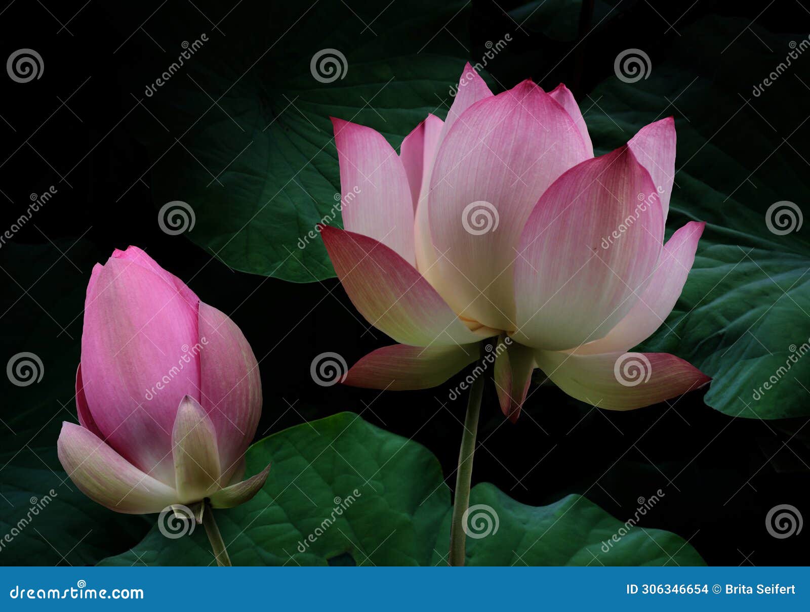 Still Life with Two Lotus Flowers Stock Photo - Image of pure ...