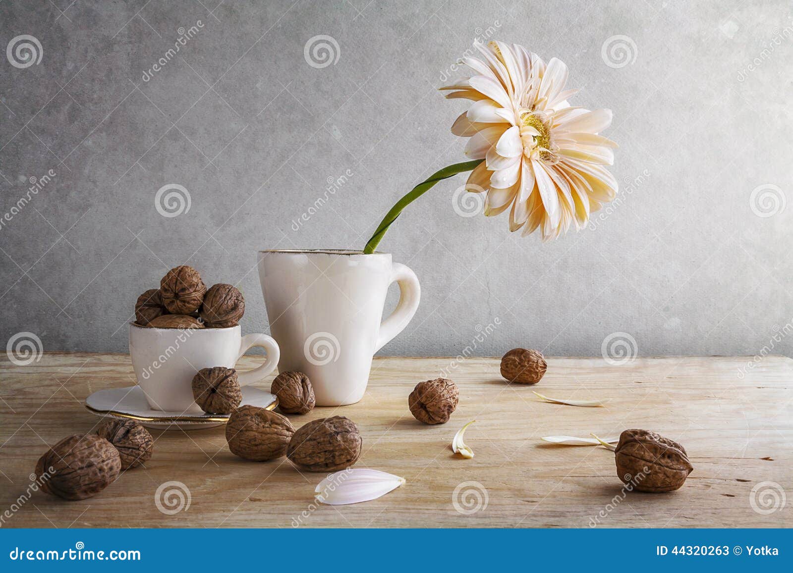 Still Life White Gerbera Cup Walnuts Stock Image - Image of floral ...