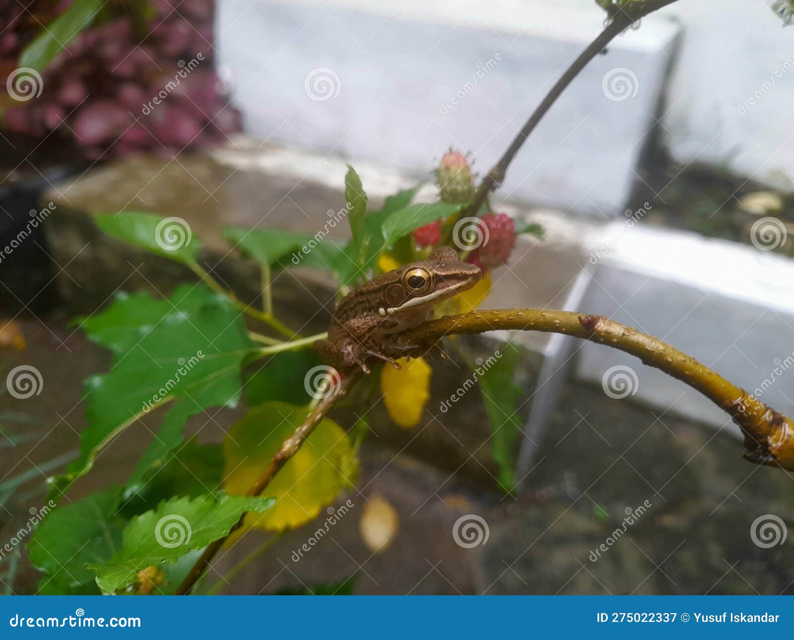 A Little Cute Frog on Raspberry Tree Stock Image - Image of frog, tree ...