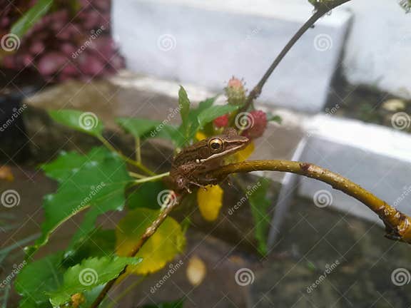 A Little Cute Frog on Raspberry Tree Stock Image - Image of frog, tree ...