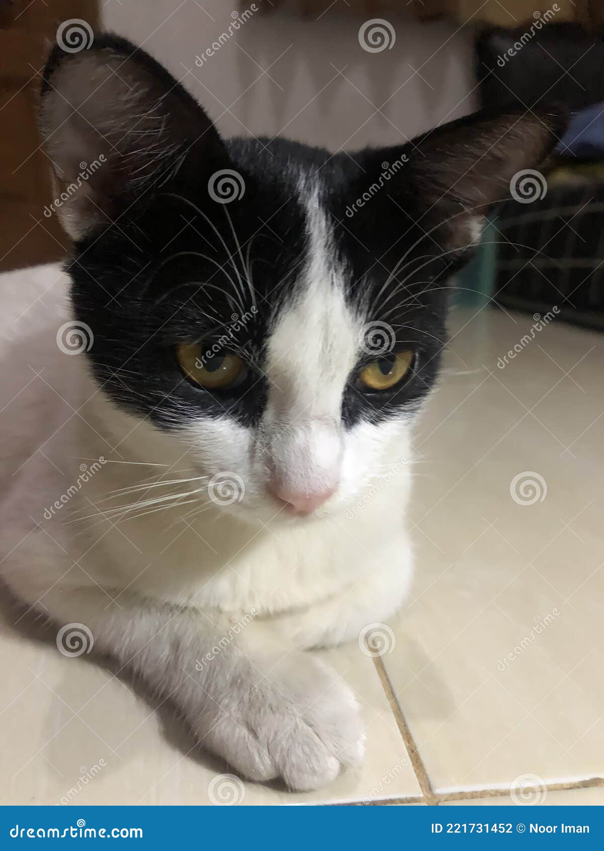 Still looking at you cats stock photo. Image of nose - 221731452