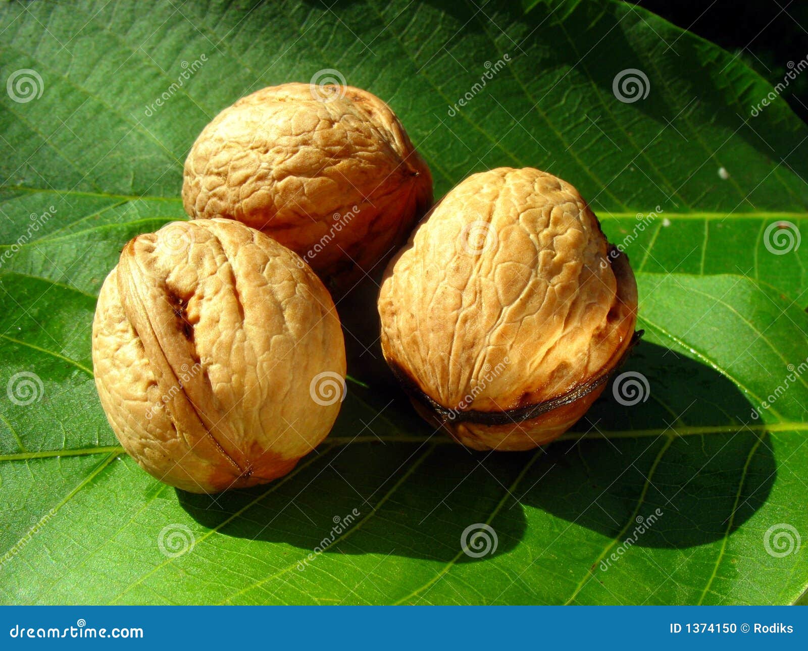 Still nature with walnuts stock photo. Image of nutcracker - 1374150