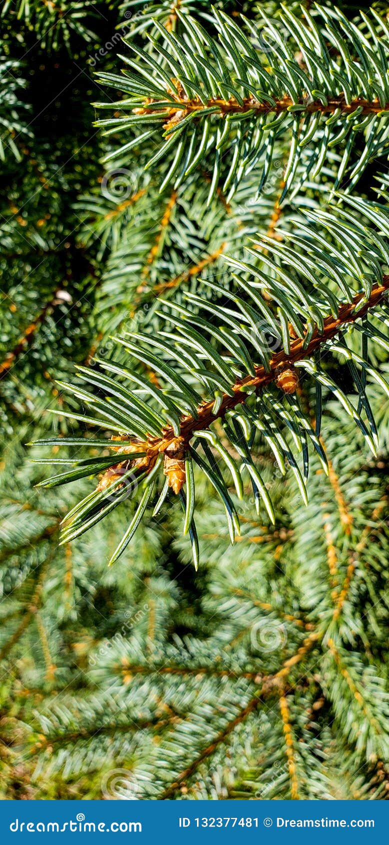 Still Pine stock image. Image of pine, still, summer - 132377481