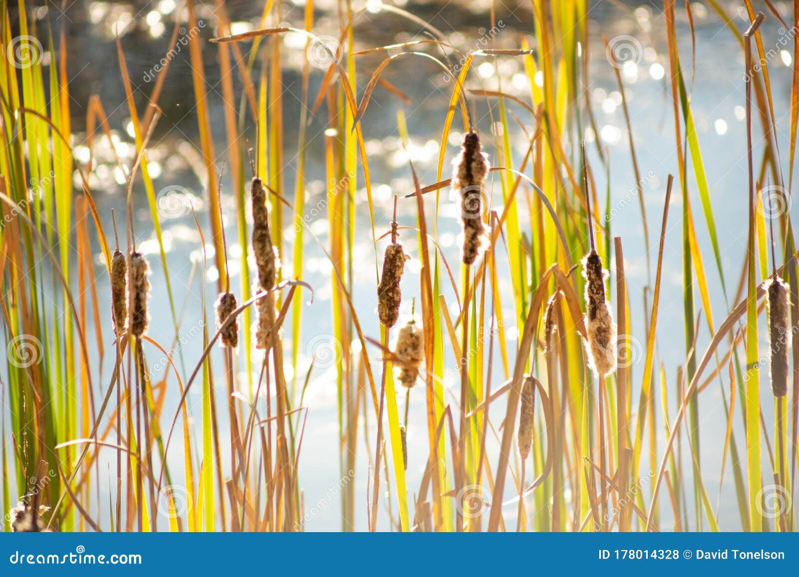 Still pond and reeds stock photo. Image of tail, molting - 178014328