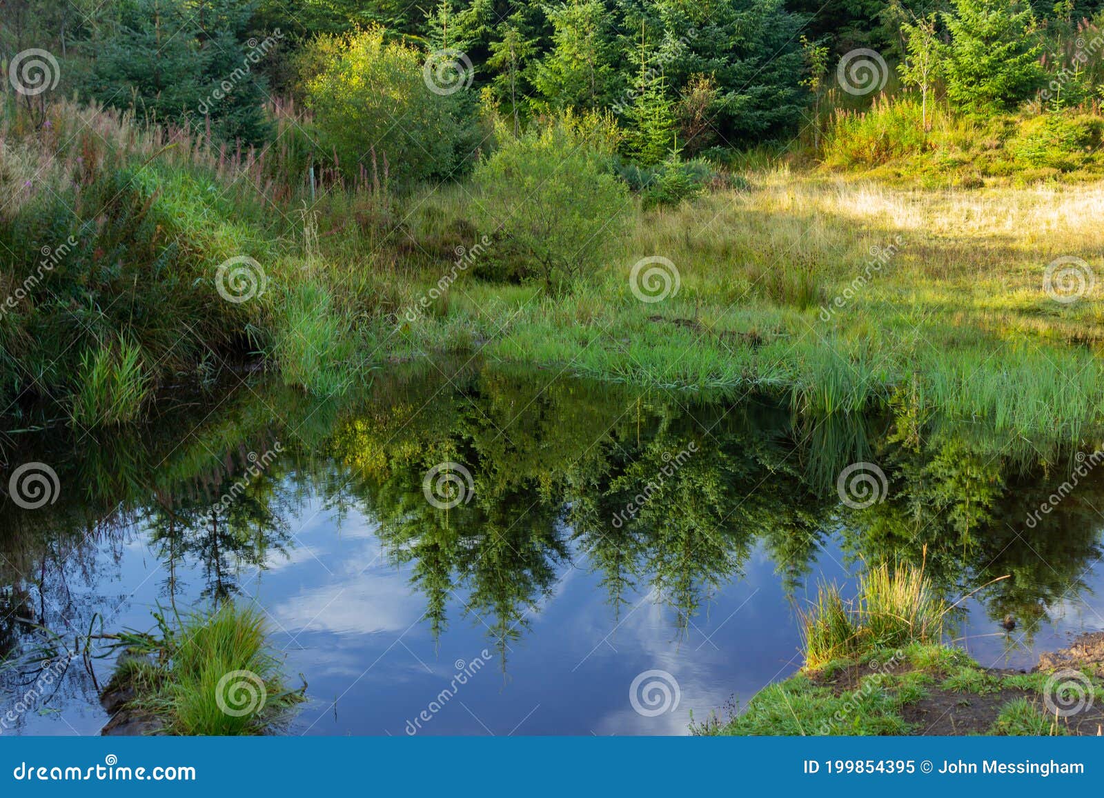 Still Pond with Tree Reflections Stock Image - Image of scenic, green ...