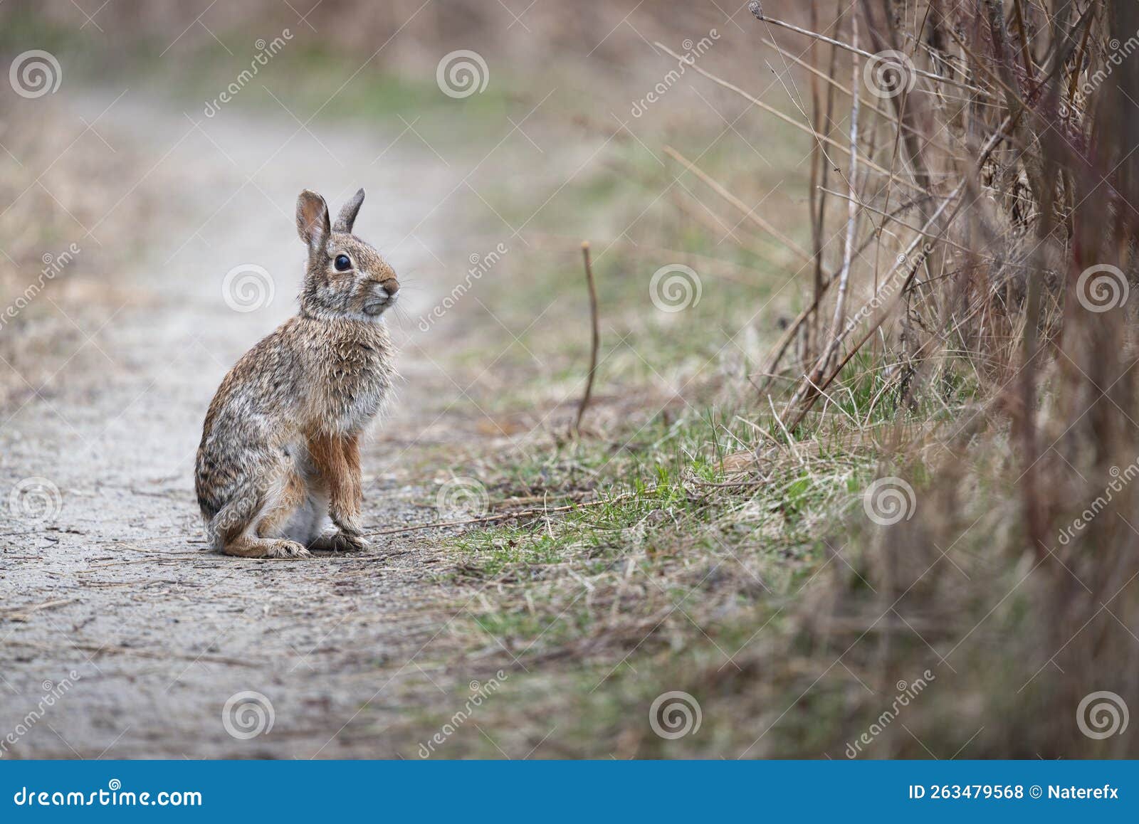 Still Rabbit on the Edge of a Path Next To Tall Grass and Shrubs Stock ...