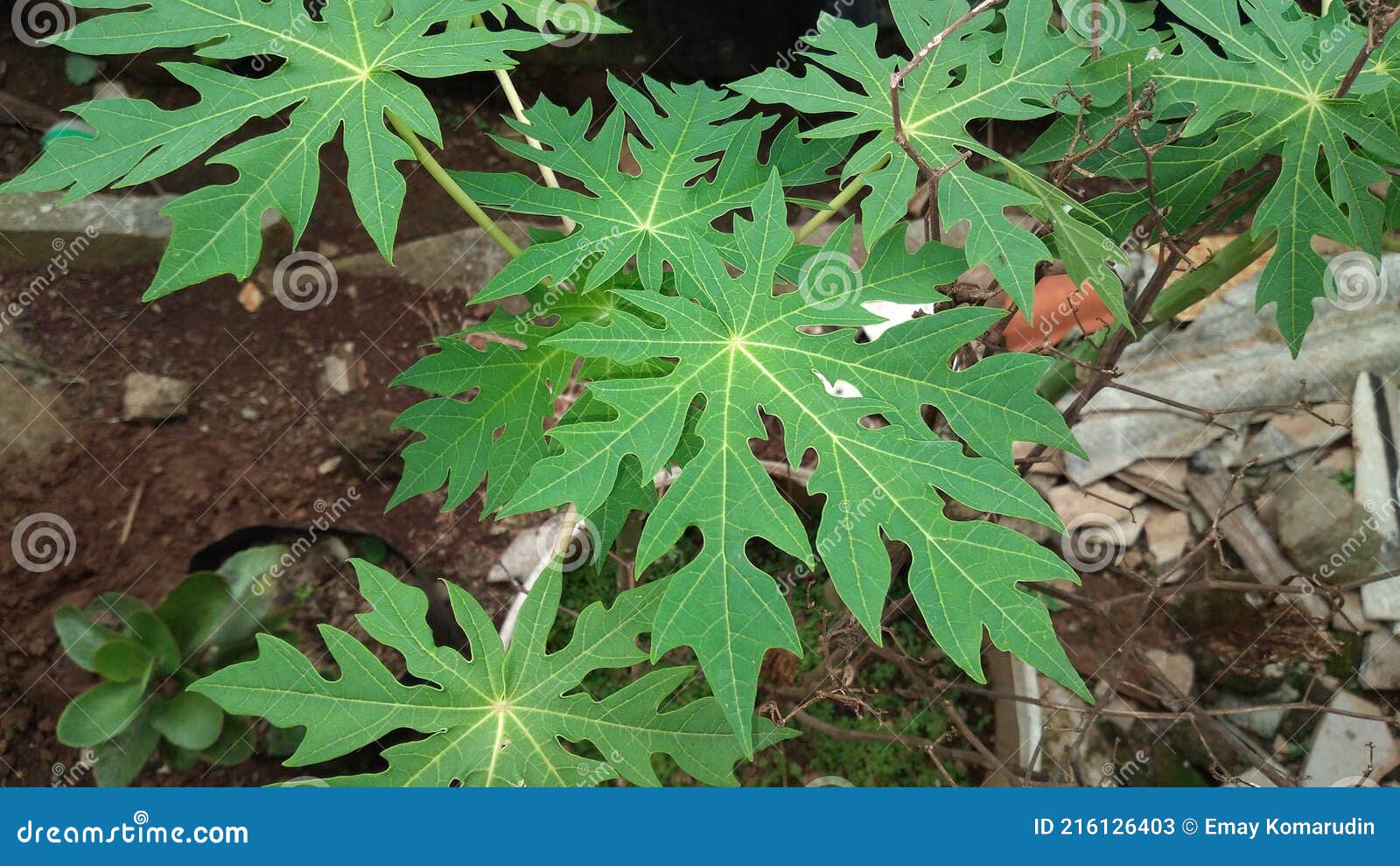 A still small papaya tree stock image. Image of papaya - 216126403