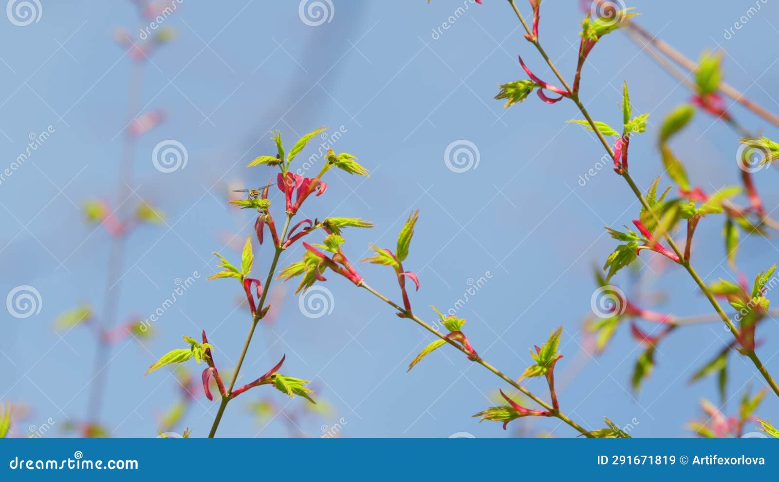 Spring is Coming. Green Japanese Maple Tree or Acer Palmatum. Green ...