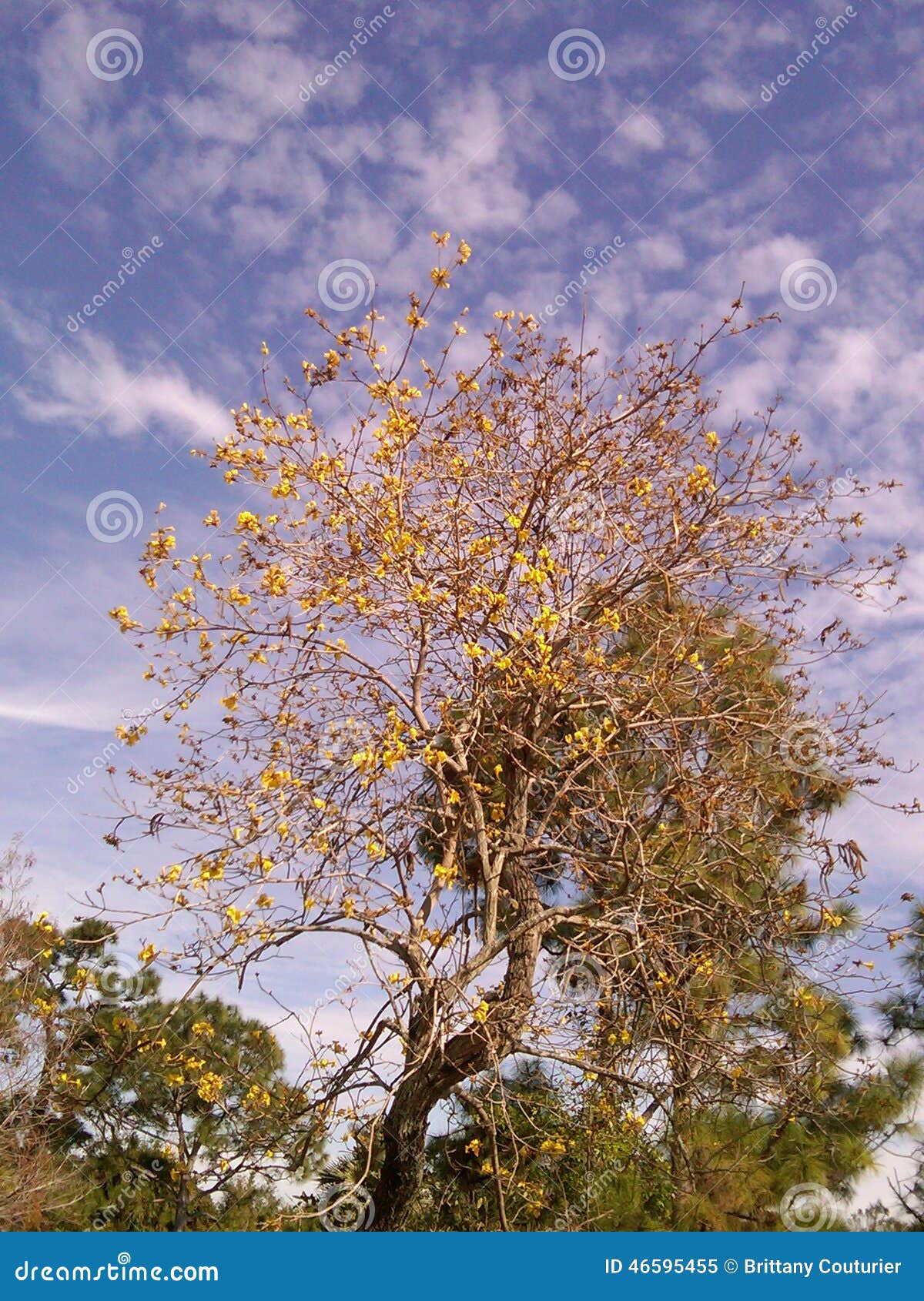 Still Tree stock image. Image of clouded, tree, silence - 46595455
