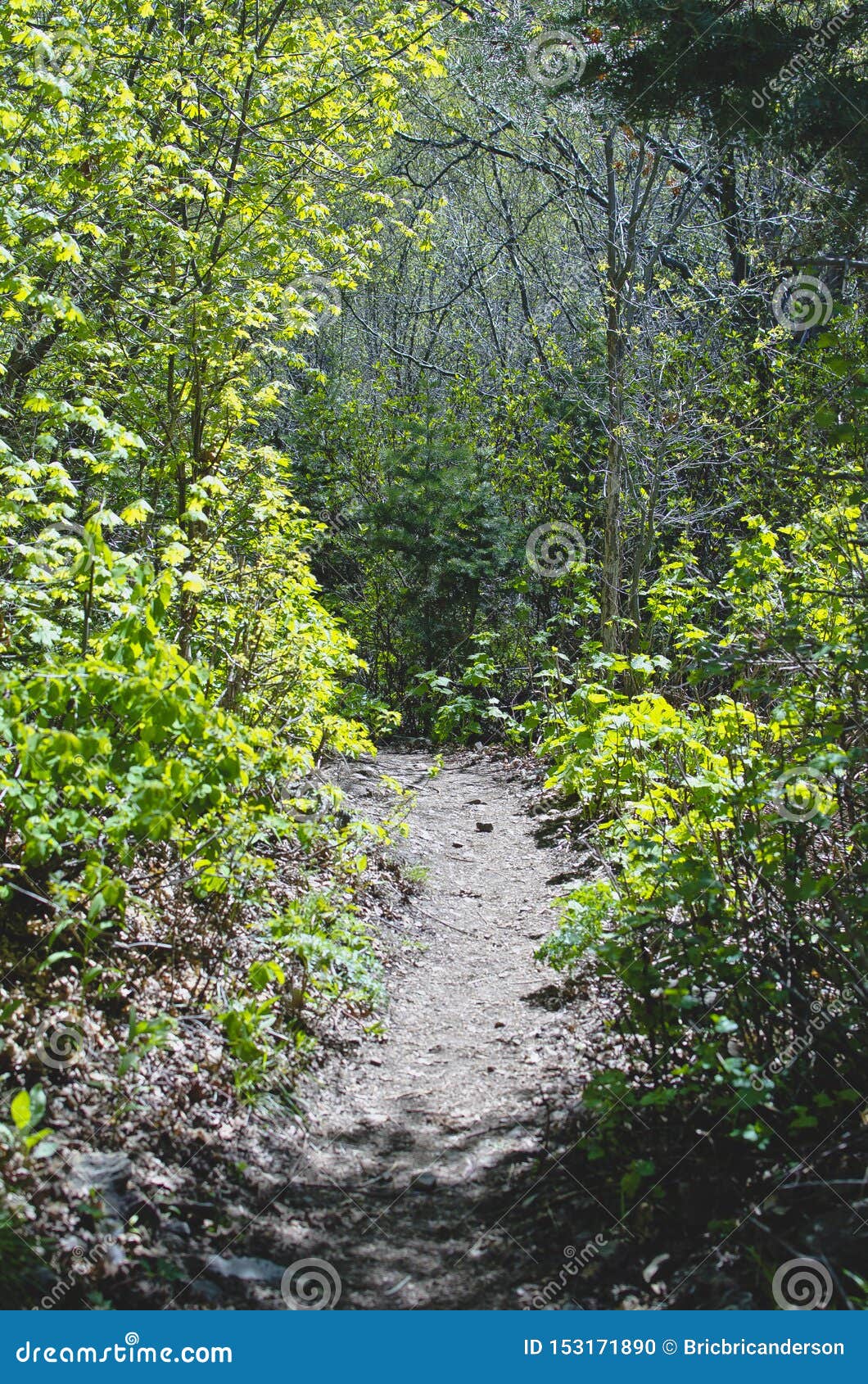 The Still and Warm Forest Hiking Path Stock Photo - Image of leaf ...
