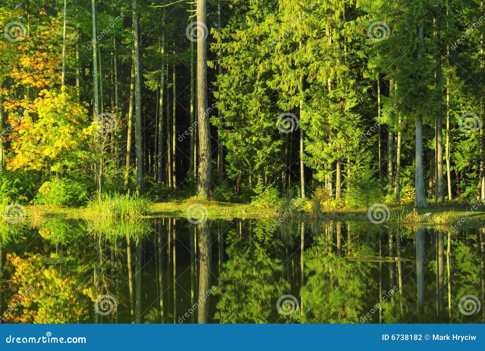 Still water and forest stock photo. Image of spruces, reflecting - 6738182