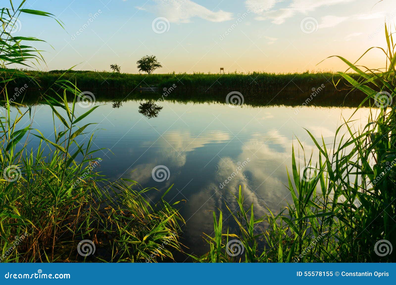 Still water landscape stock image. Image of nature, lush - 55578155