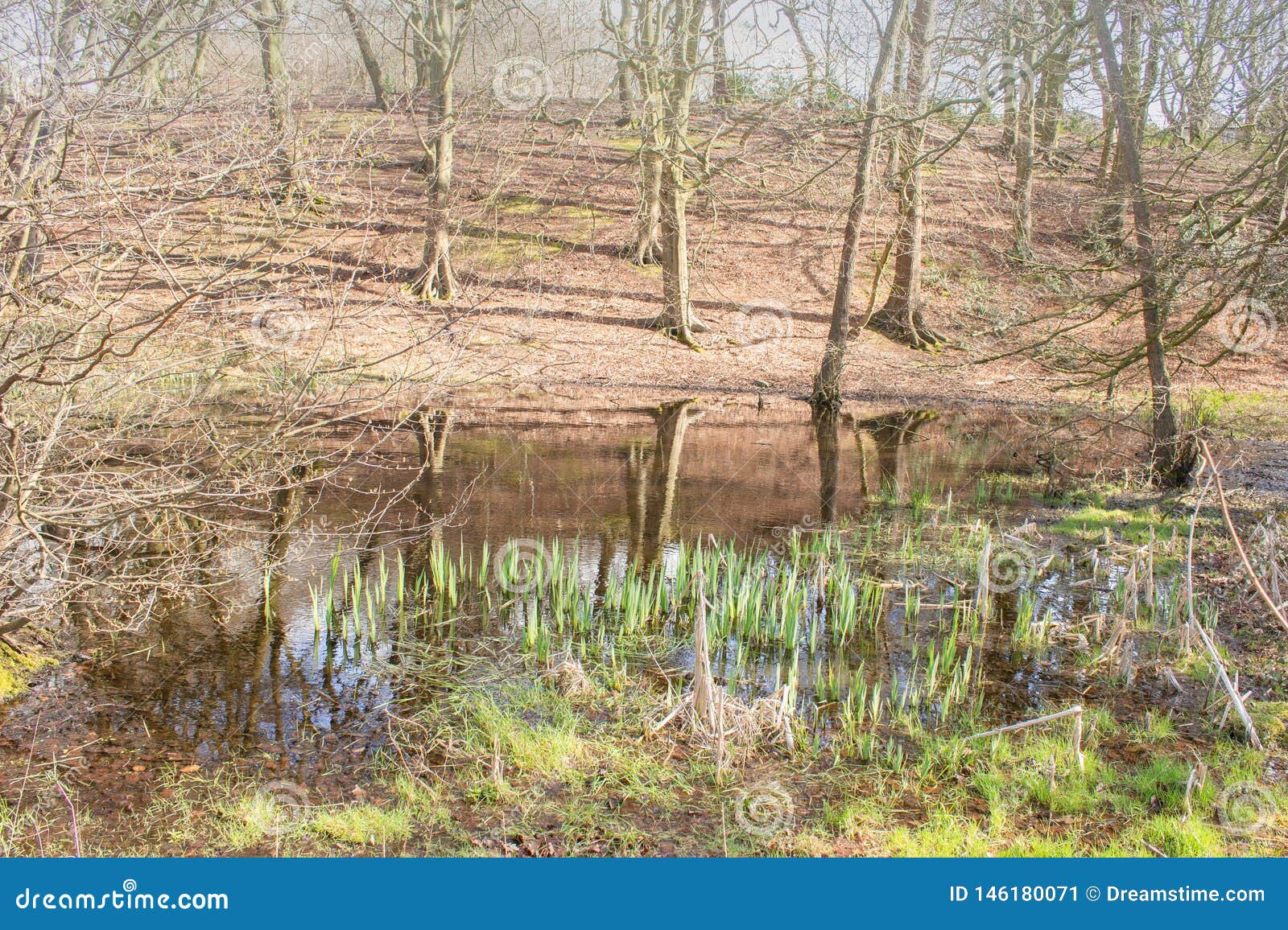 Reflections in a Still Pond Stock Image - Image of still, idyllic ...