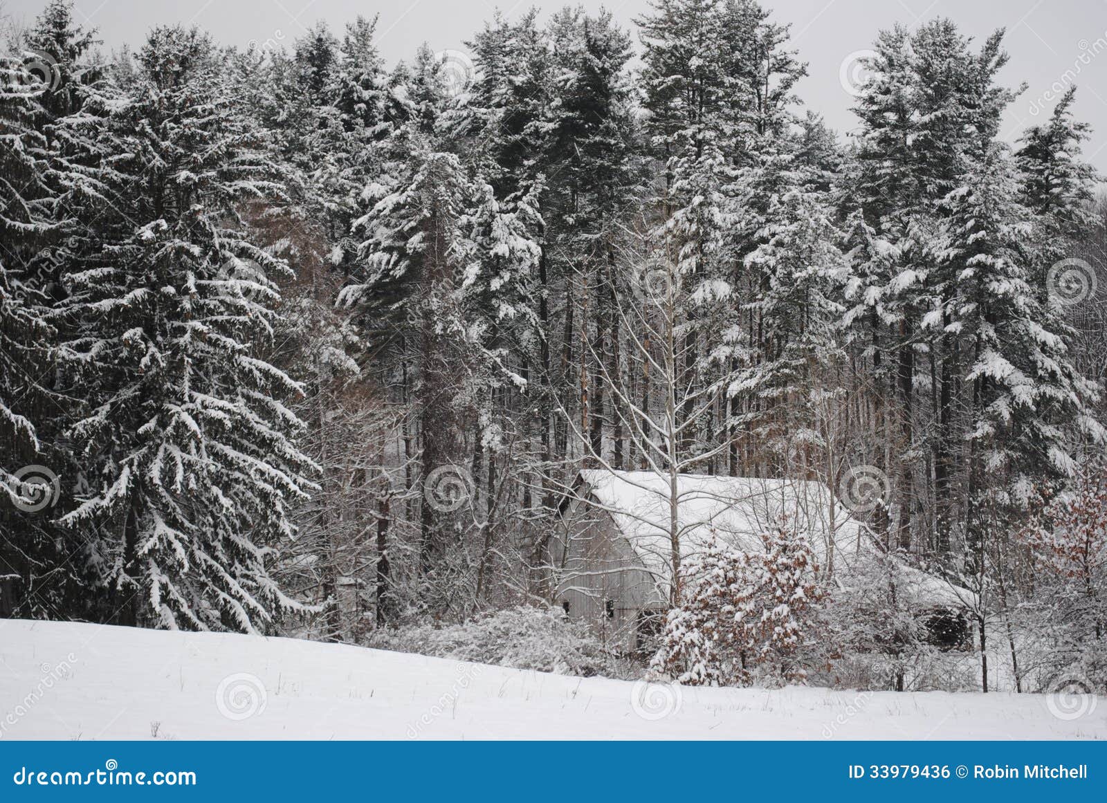 Still of Winter stock photo. Image of tree, landscape - 33979436