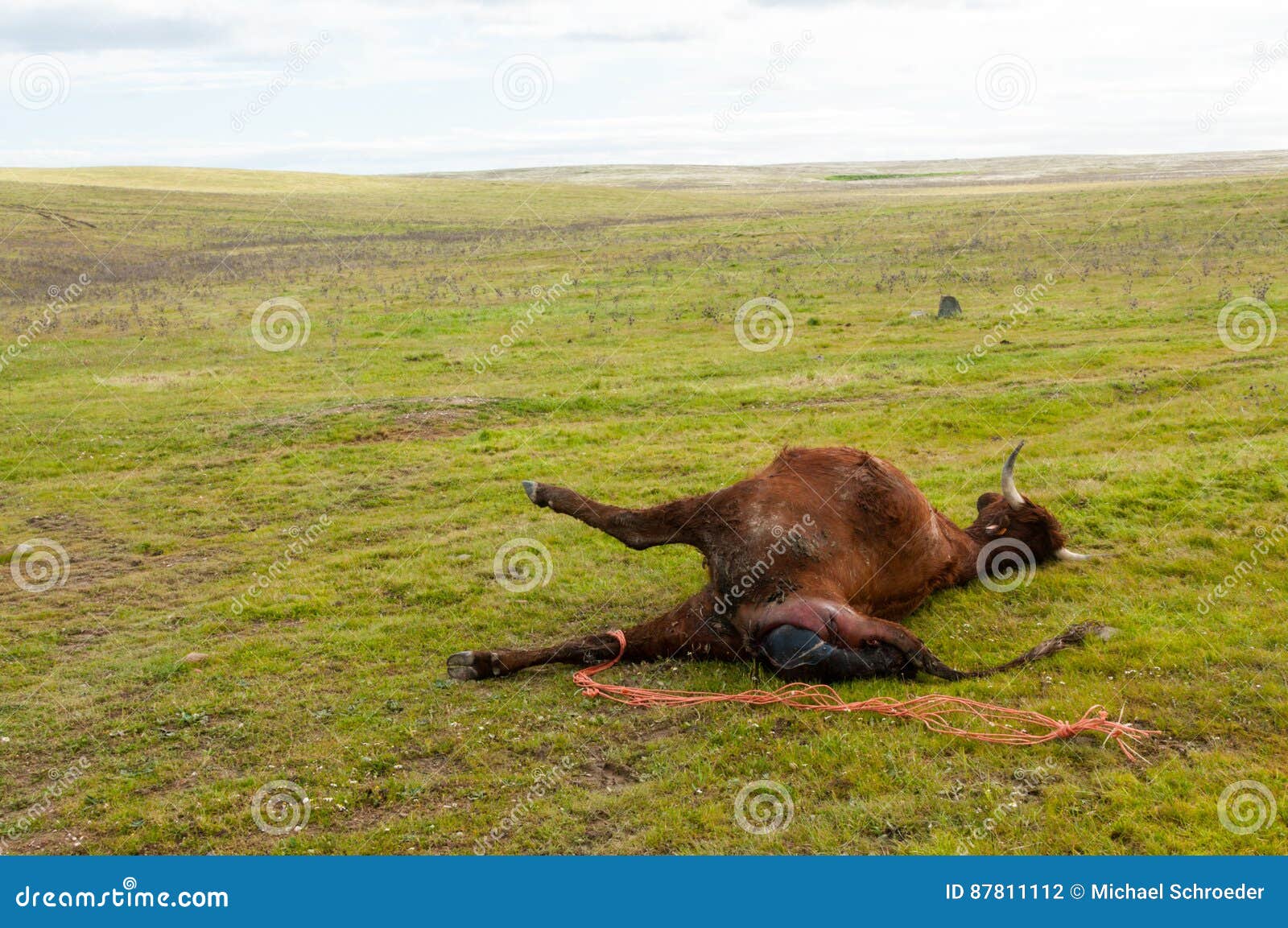 Stillbirth of a cow stock photo. Image of grassland, lawn - 87811112