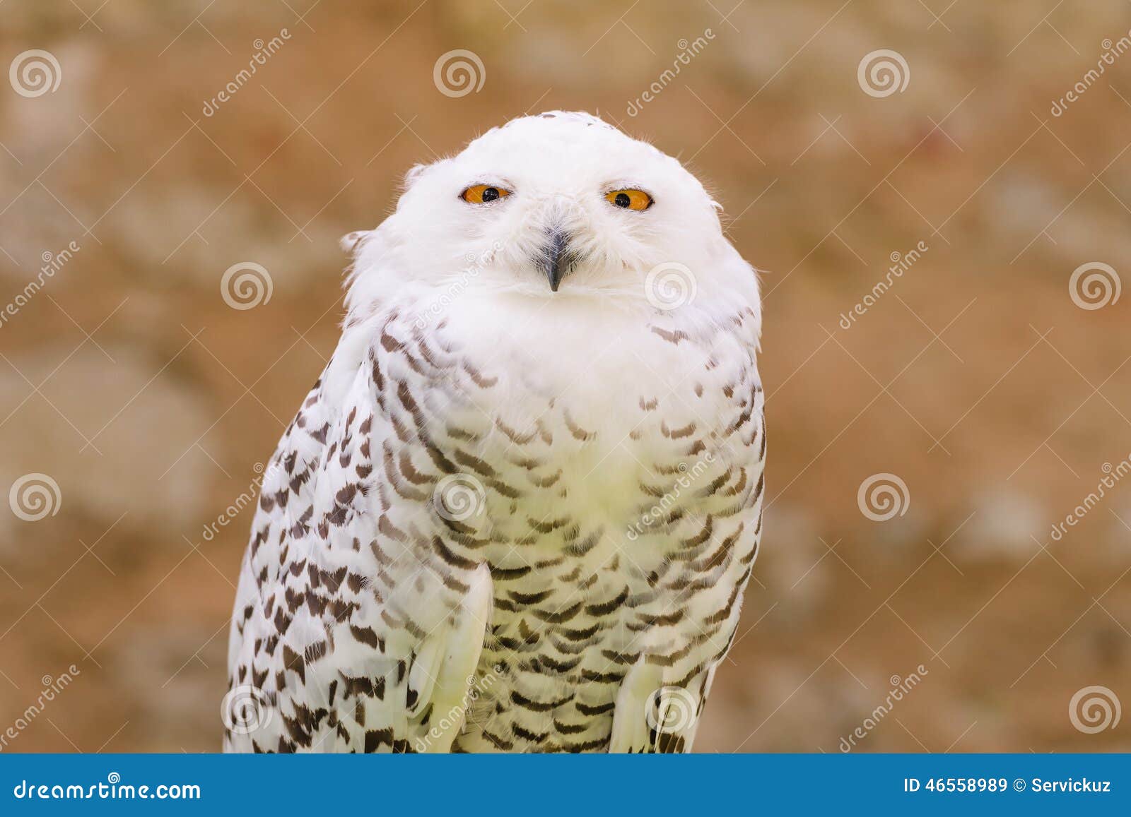 Stille Roofdier Wilde Vogel Sneeuw Witte Uil Stock Afbeelding - Image ...