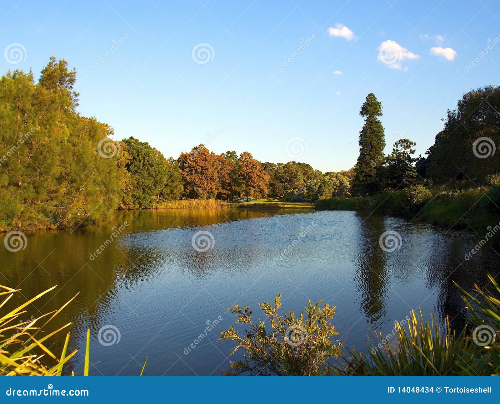 Stillness - Centennial Park, Sydney Stock Photo - Image of beautiful ...