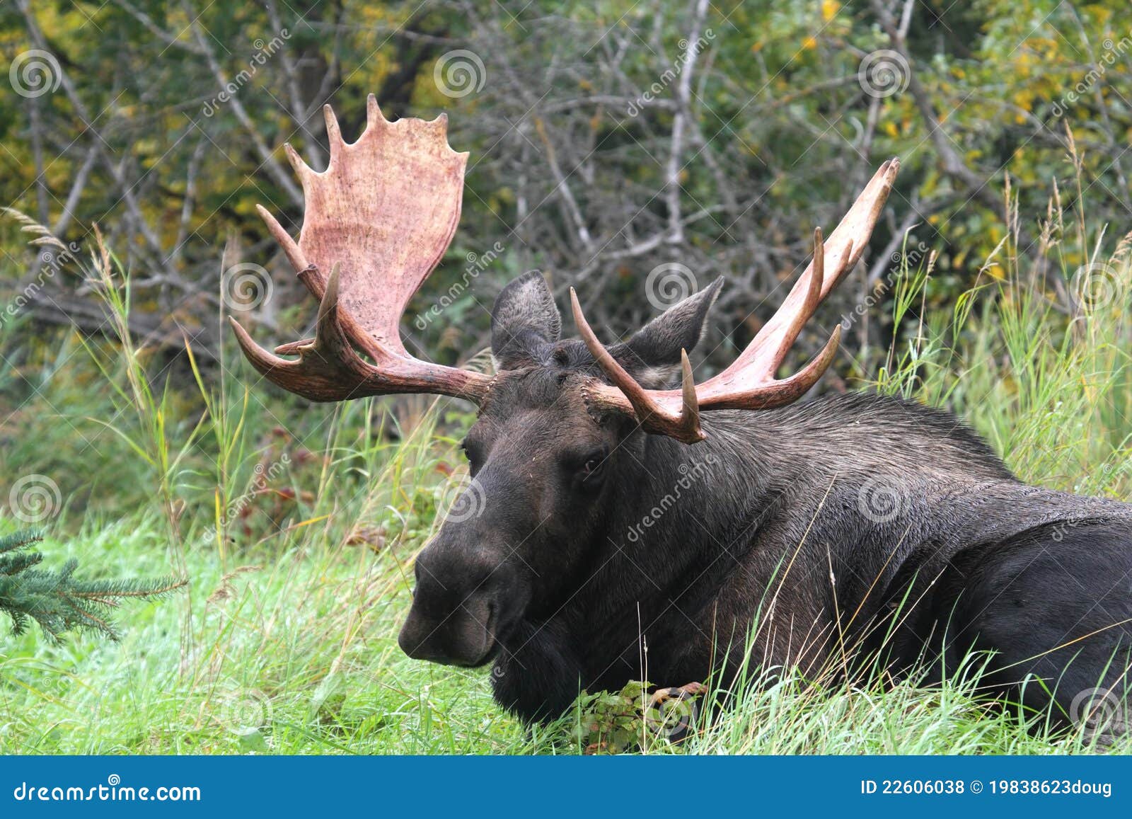 Stillstehende Elche Alaska-Bull Stockfoto - Bild von hupe, gras: 22606038