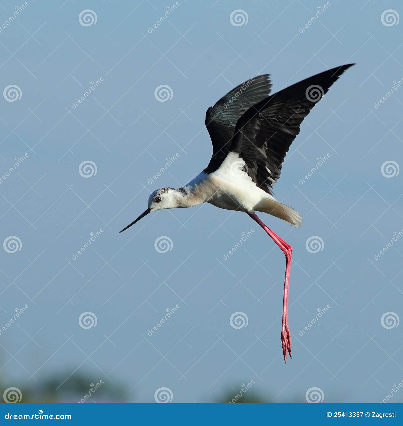 Stilt alight stock image. Image of hungary, flight, bill - 25413357