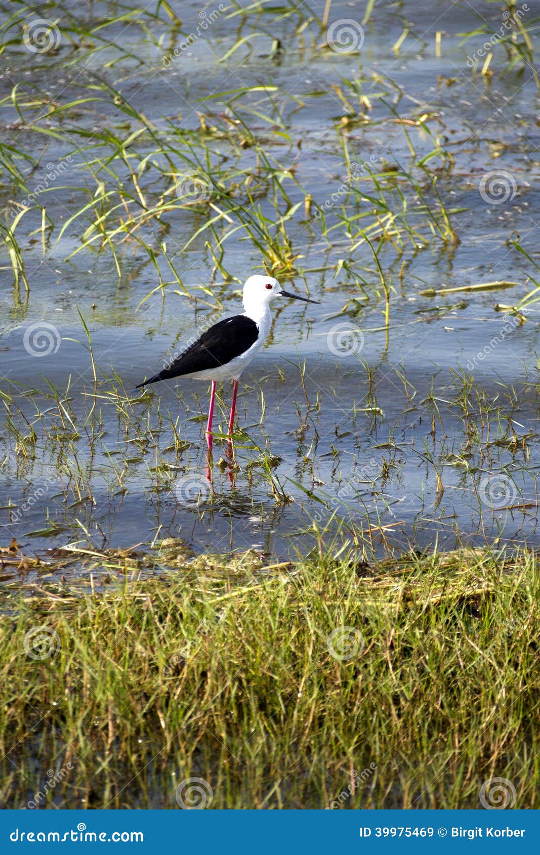 Stilt Bird in a National Park Stock Image - Image of feather, small ...