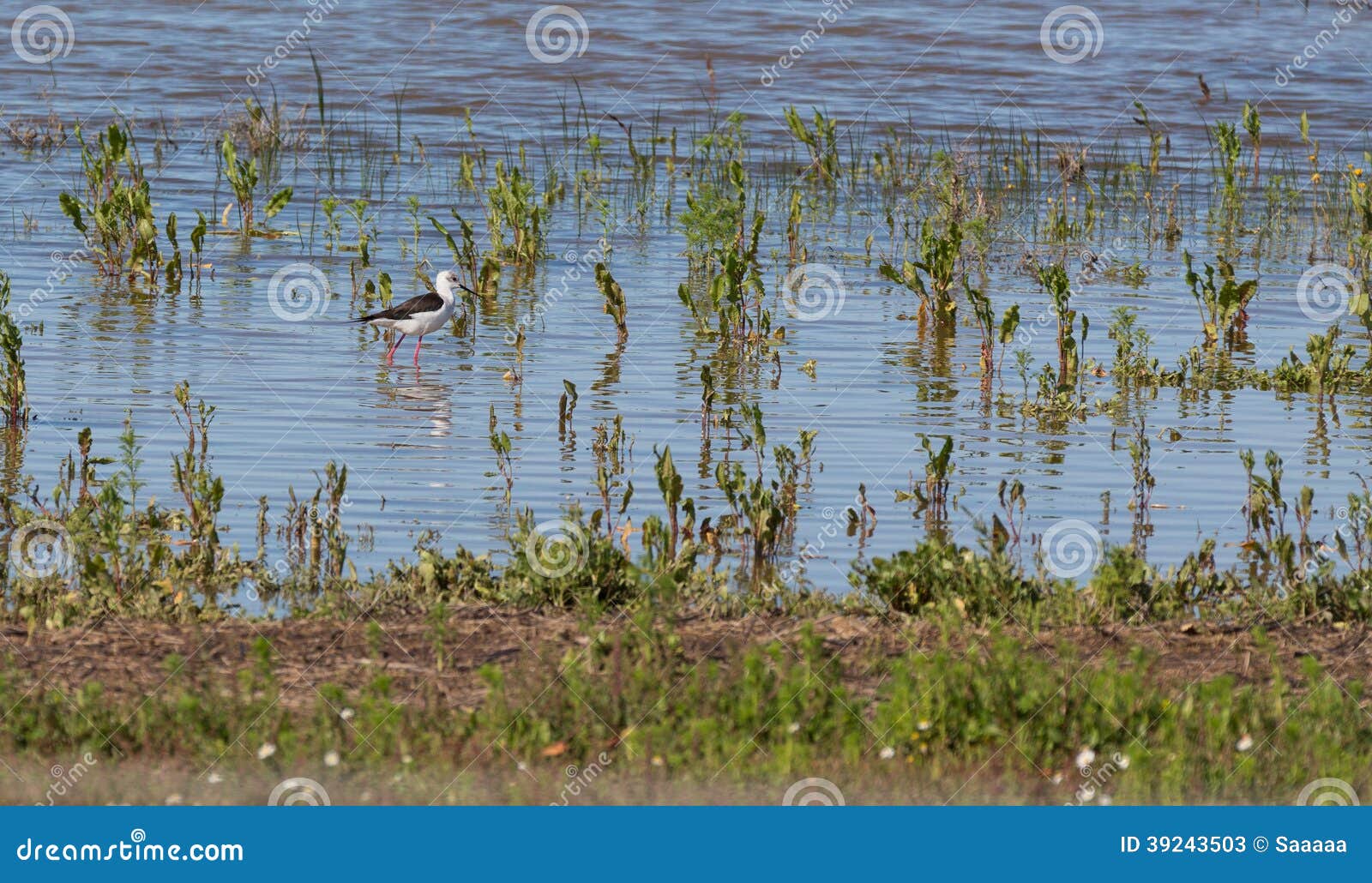 Stilt bird stock image. Image of himantopus, long, fowl - 39243503