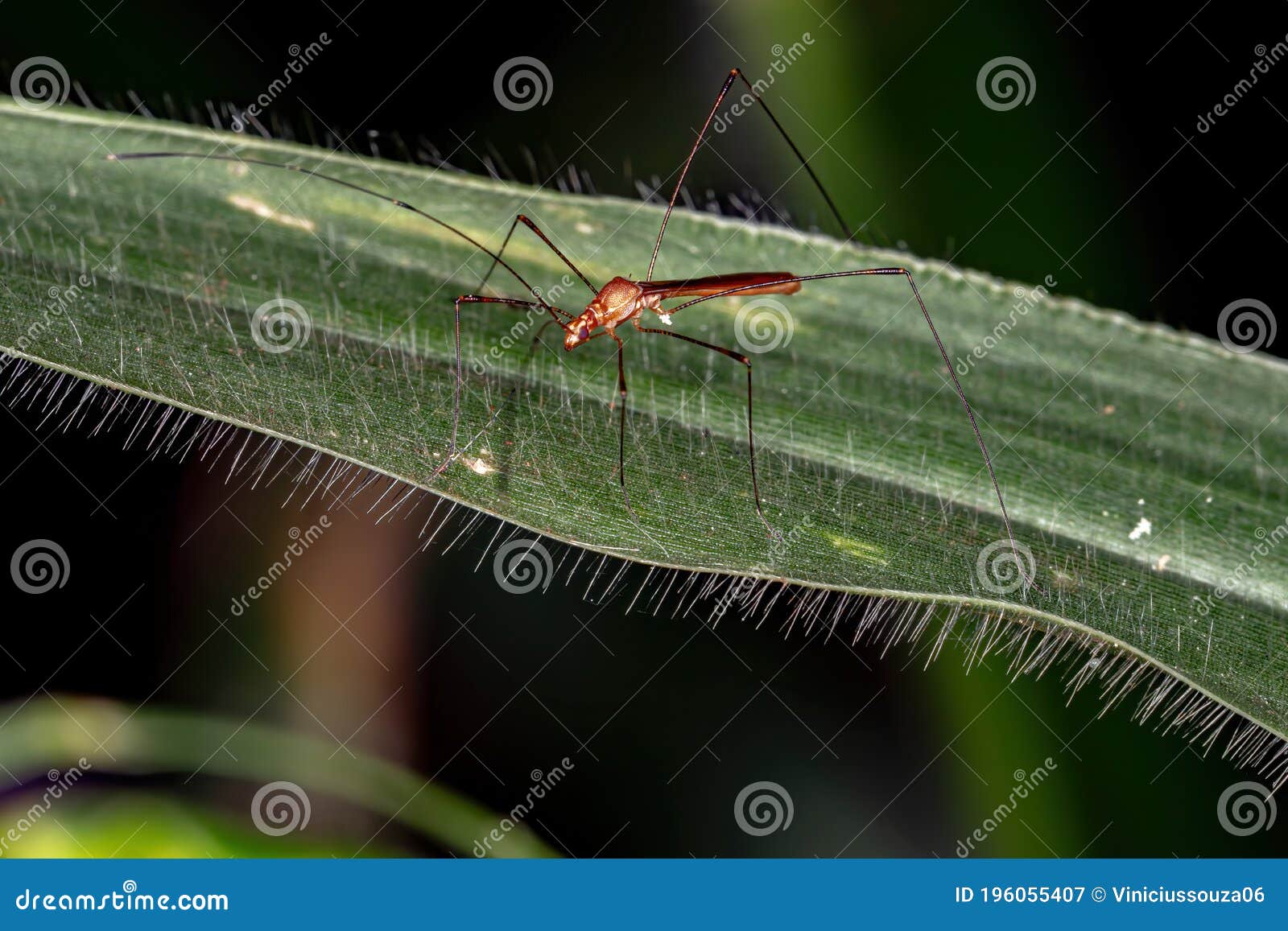 Stilt Bug stock image. Image of clamber, animal, invertebrate - 196055407