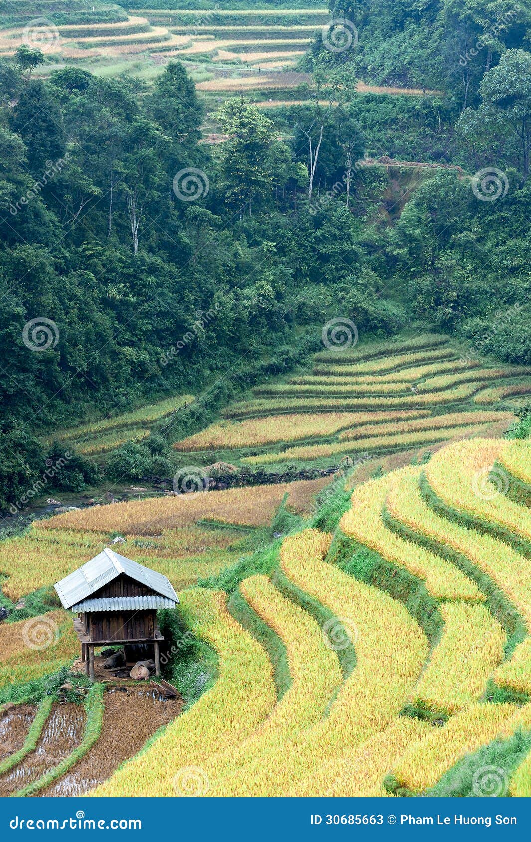 Stilt House on the Rice Terraced Field Stock Image - Image of ...