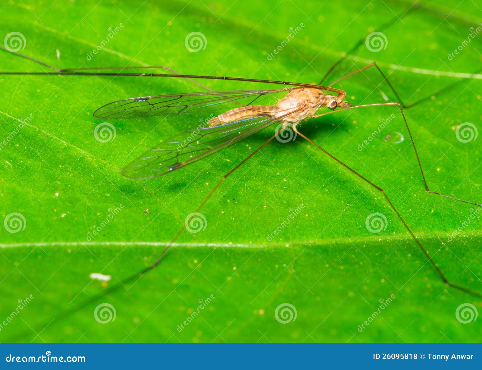 Stilt Legged Flies stock photo. Image of stilt, long - 26095818
