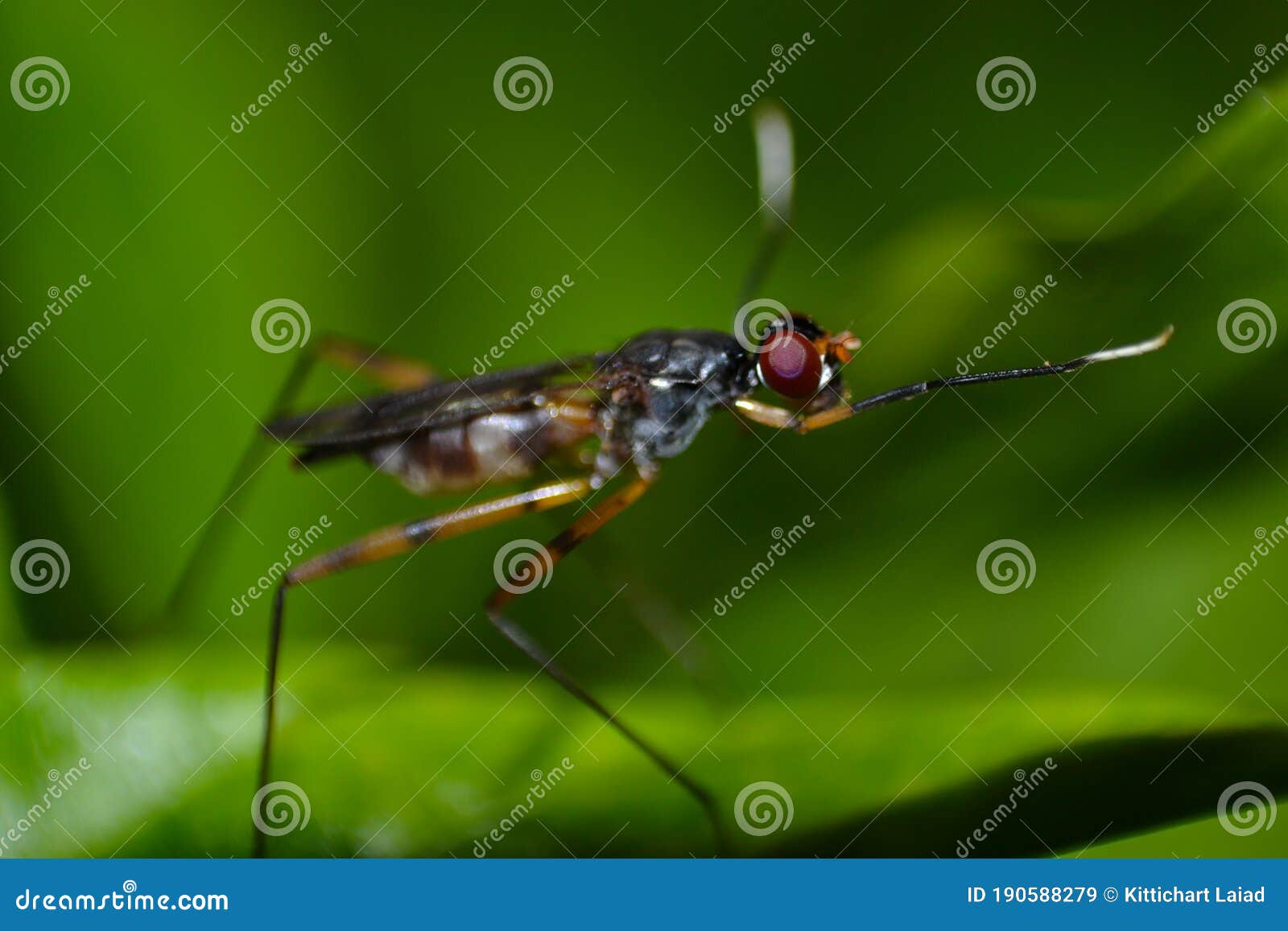 Stilt-legged fly stock image. Image of insect, stiltlegged - 190588279