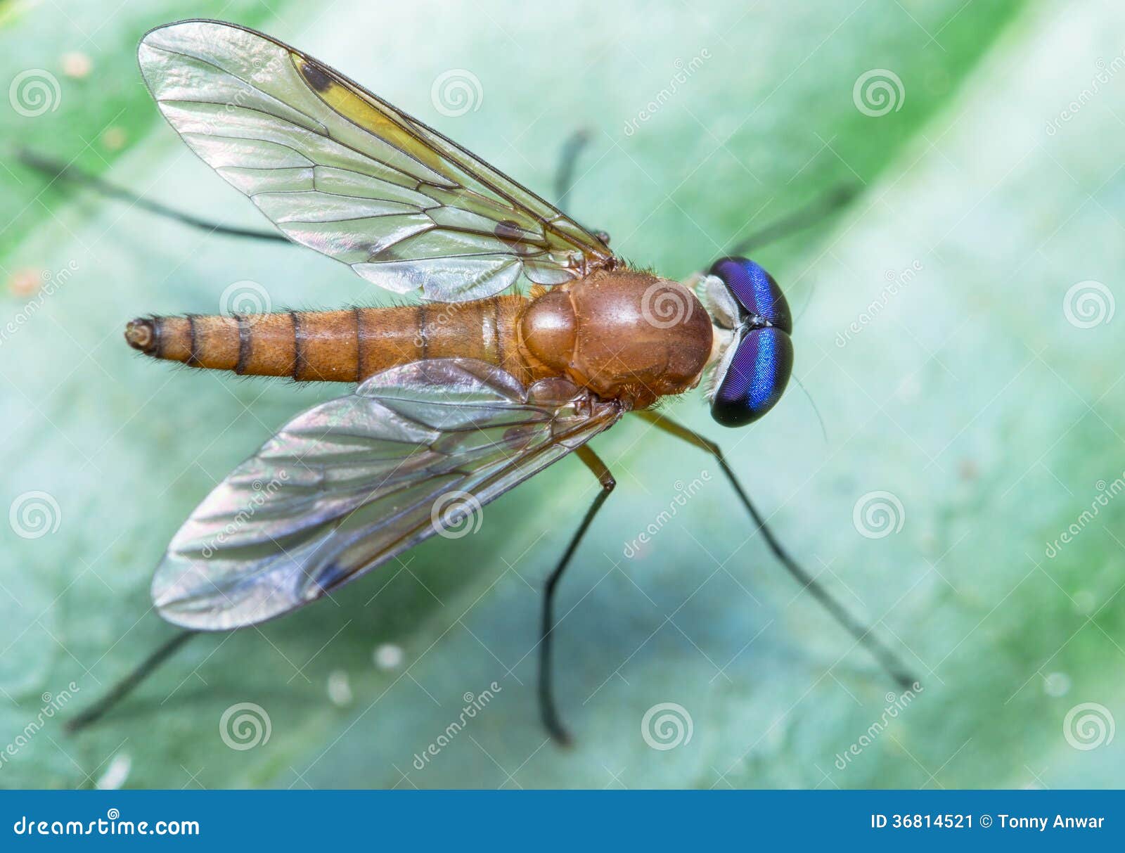 Stilt Legged Fly stock image. Image of pest, insect, detail - 36814521