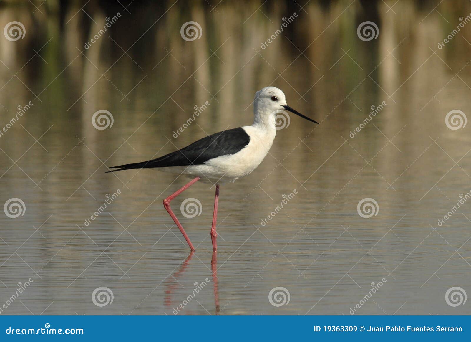 Stilt in a natural pond stock image. Image of natural - 19363309