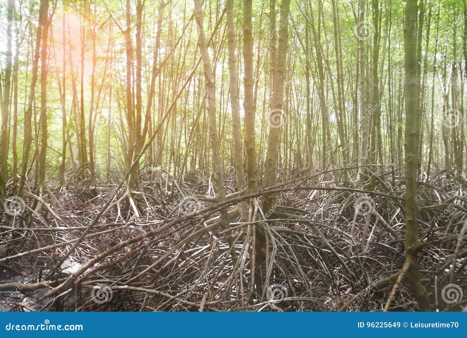 Stilt Root of the Mangrove Trees Stock Image - Image of tropical ...