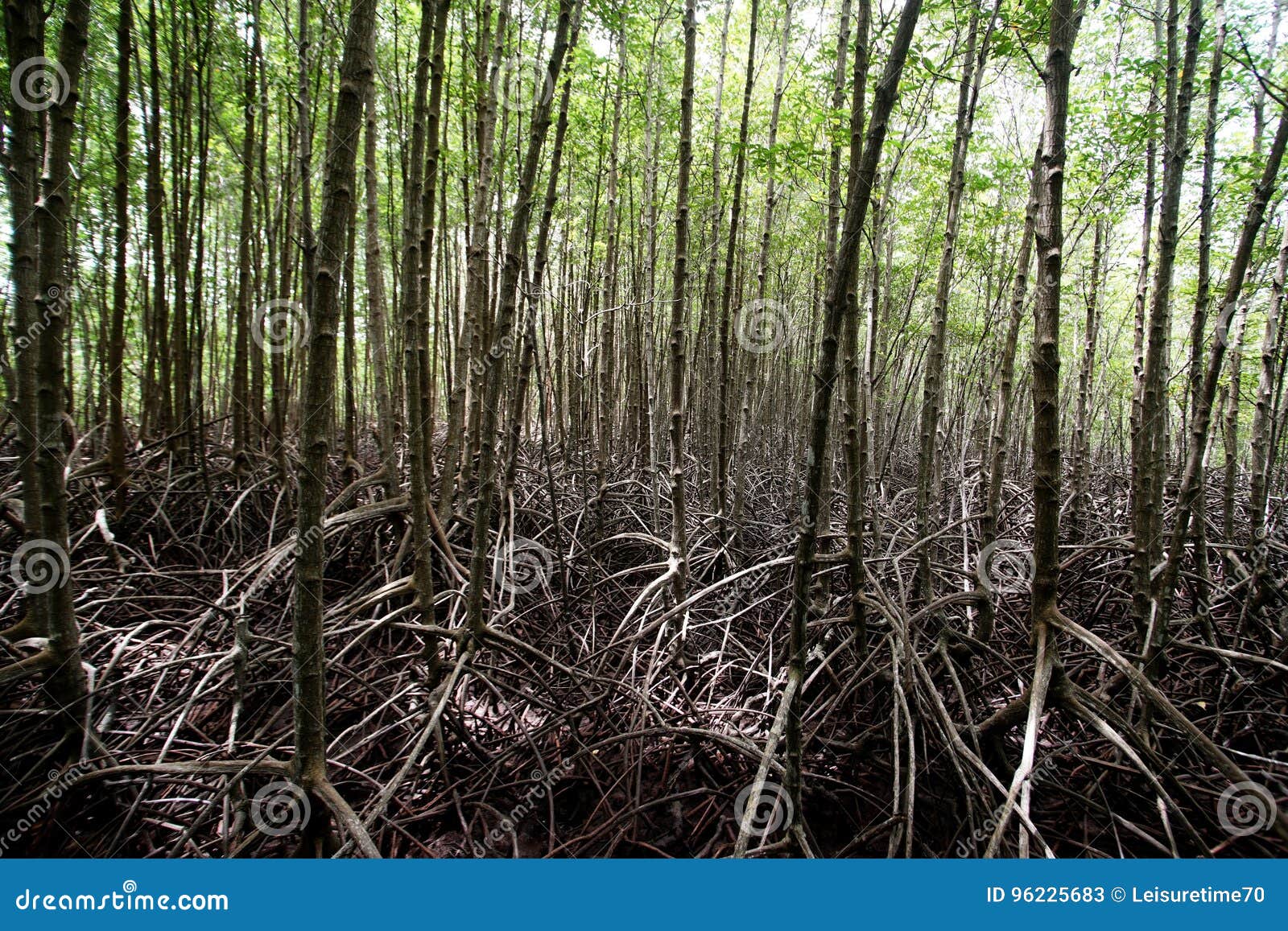 Stilt Root Of The Mangrove Trees Stock Image | CartoonDealer.com #96225649