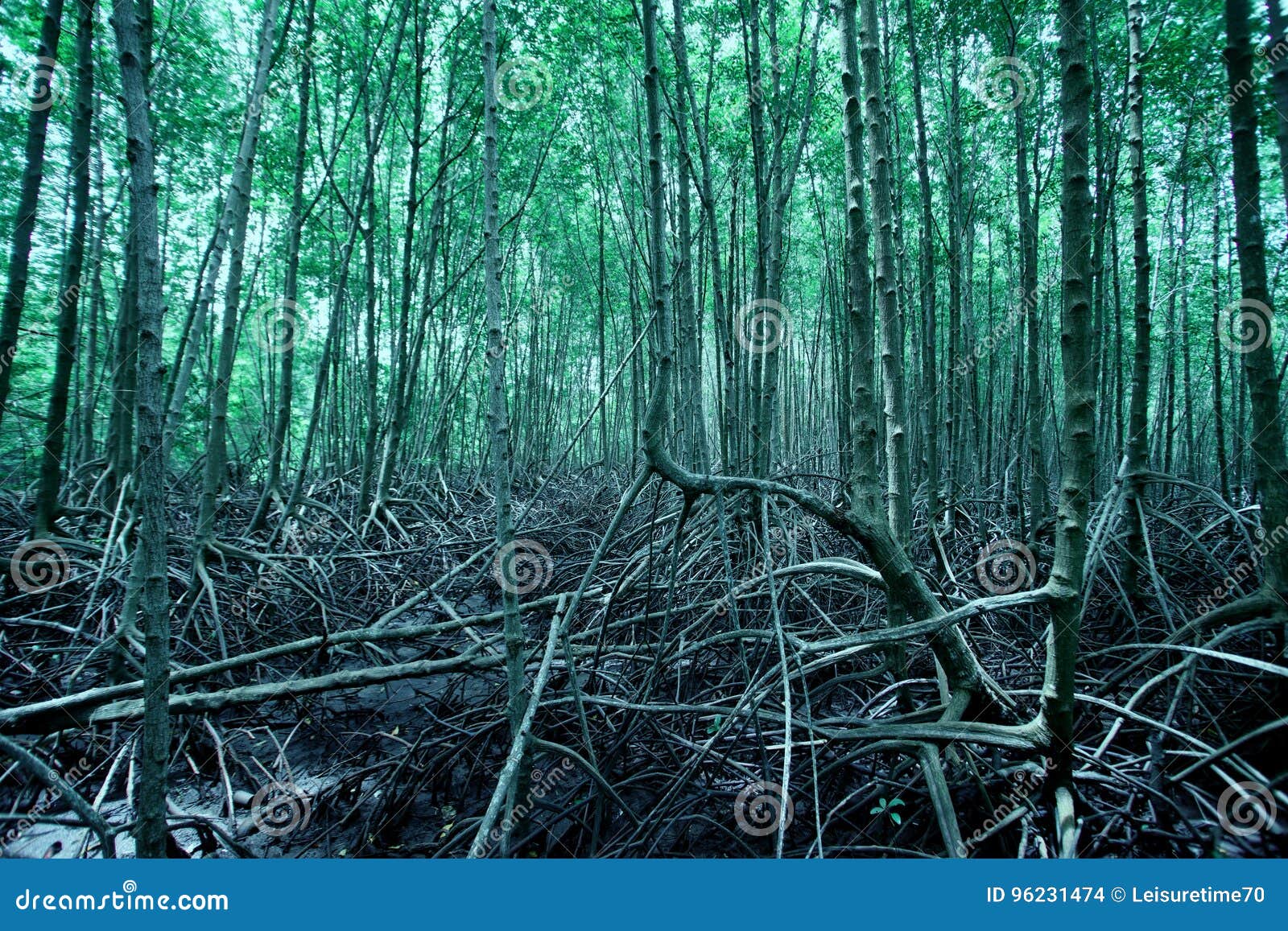 Stilt Root of the Mangrove Trees Stock Photo - Image of jungle, swamp ...