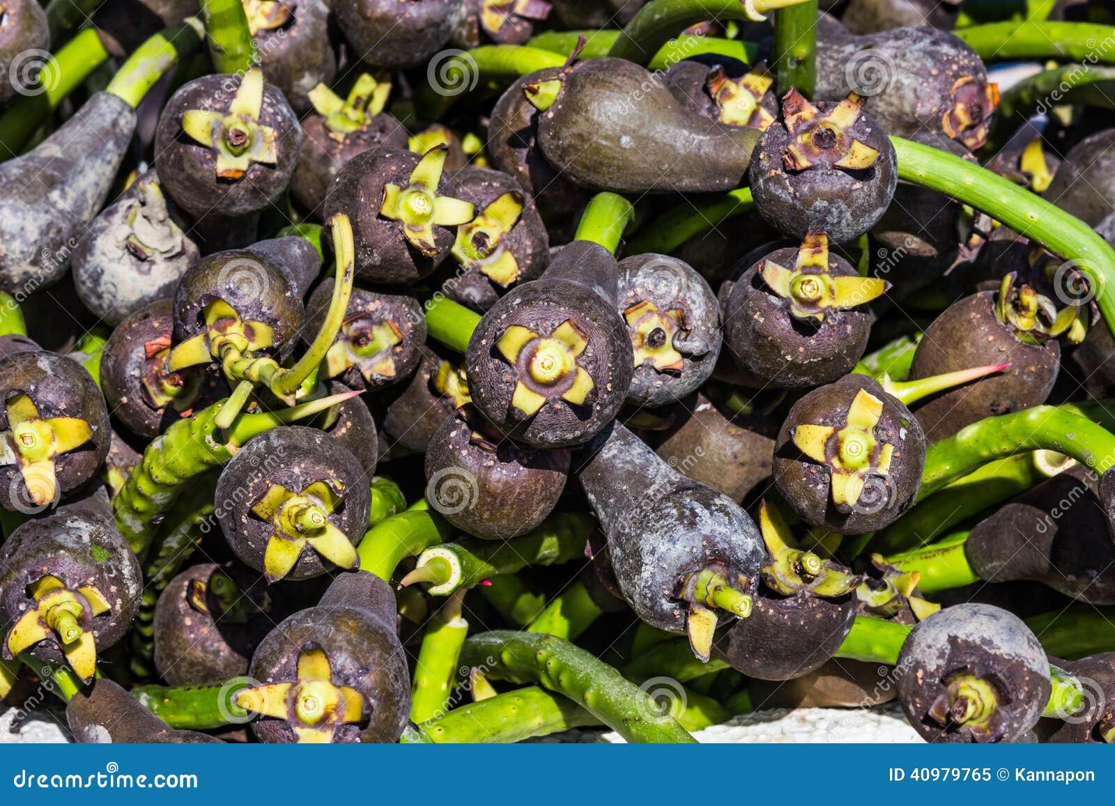 344 Mangrove Tree Seed Stock Photos - Free & Royalty-Free Stock Photos ...